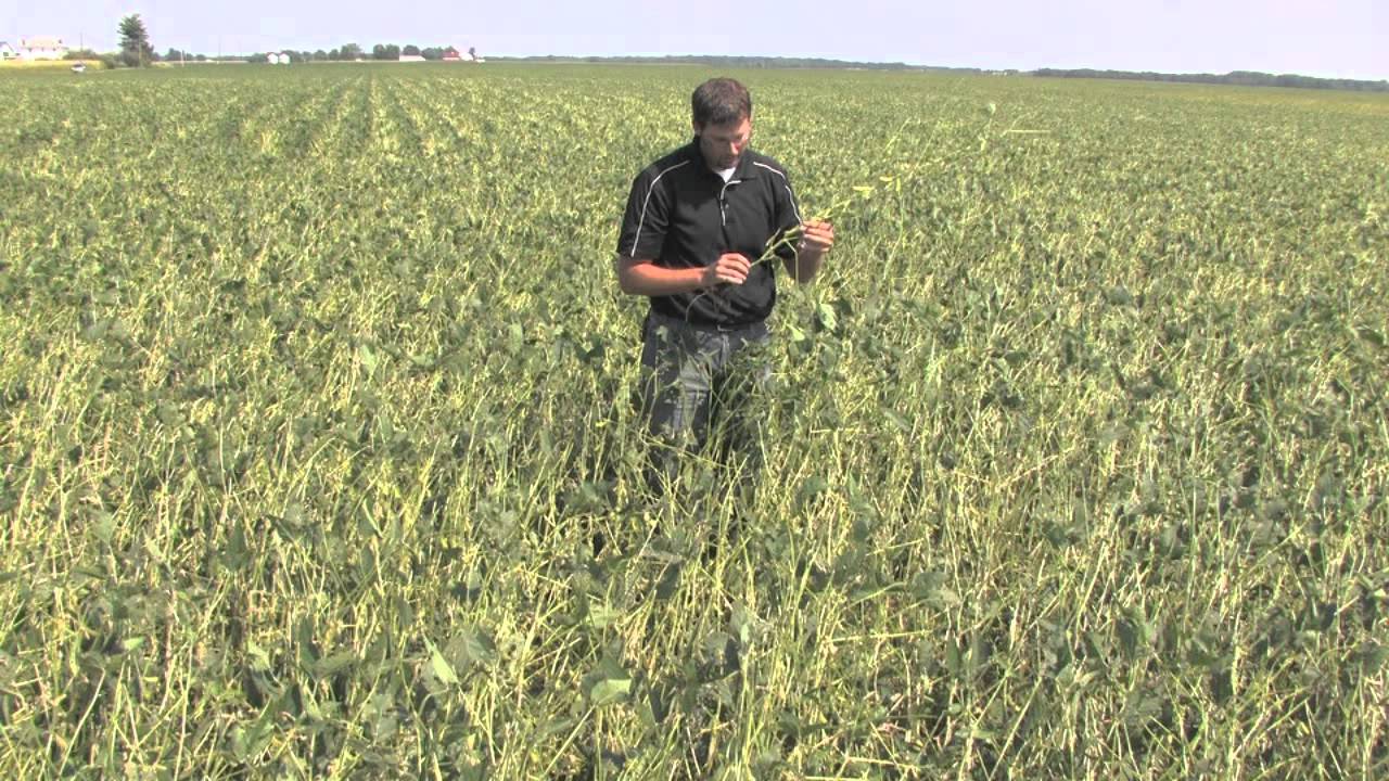 R5 Soybean Hail Damage - YouTube
