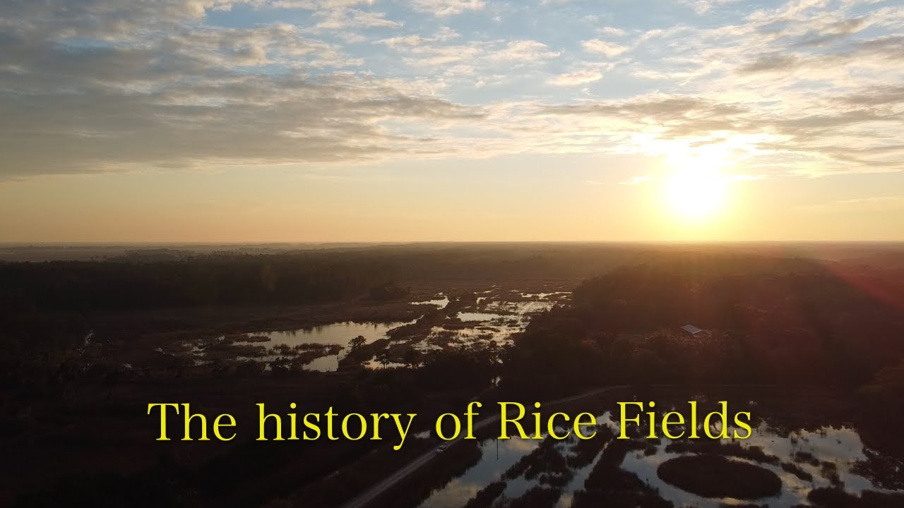 The history of Rice Fields - YouTube