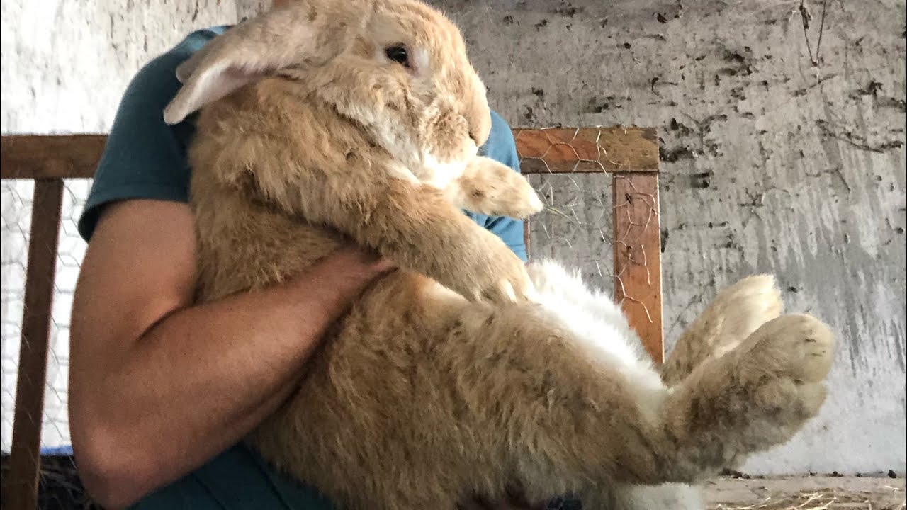 El pana rabbit mas grande - YouTube