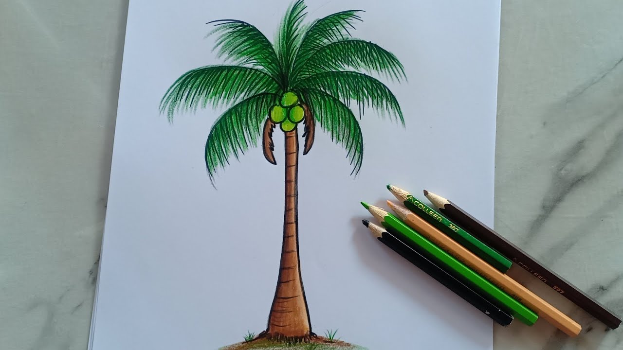 How To Draw Coconut Tree how-to-draw-coconut-tree