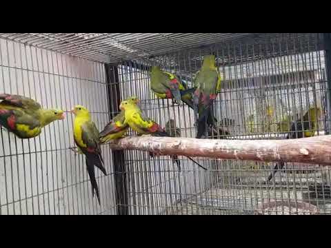 Regent parrot or rock pebbler (Polytelis anthopeplus) By Saq Bird Farm ...
