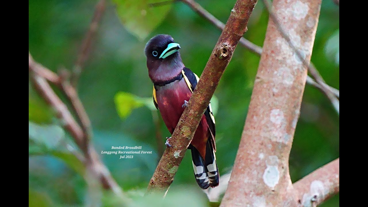 Birds of Lowland Malaysai - YouTube