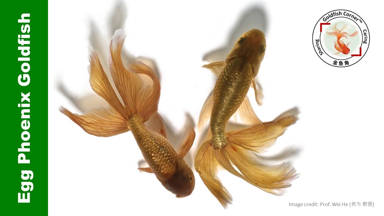 Mtg goldfish standard phoenix - repairsilope