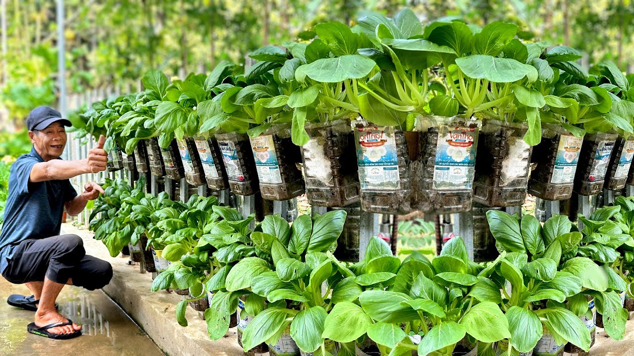 Grow A Dream Vegetable Garden Using Just Plastic Bottles, Delicious And ...