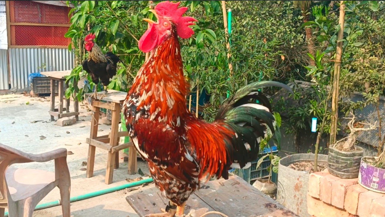 THE BIG ROOSTERS CROWING COMPILATION - YouTube