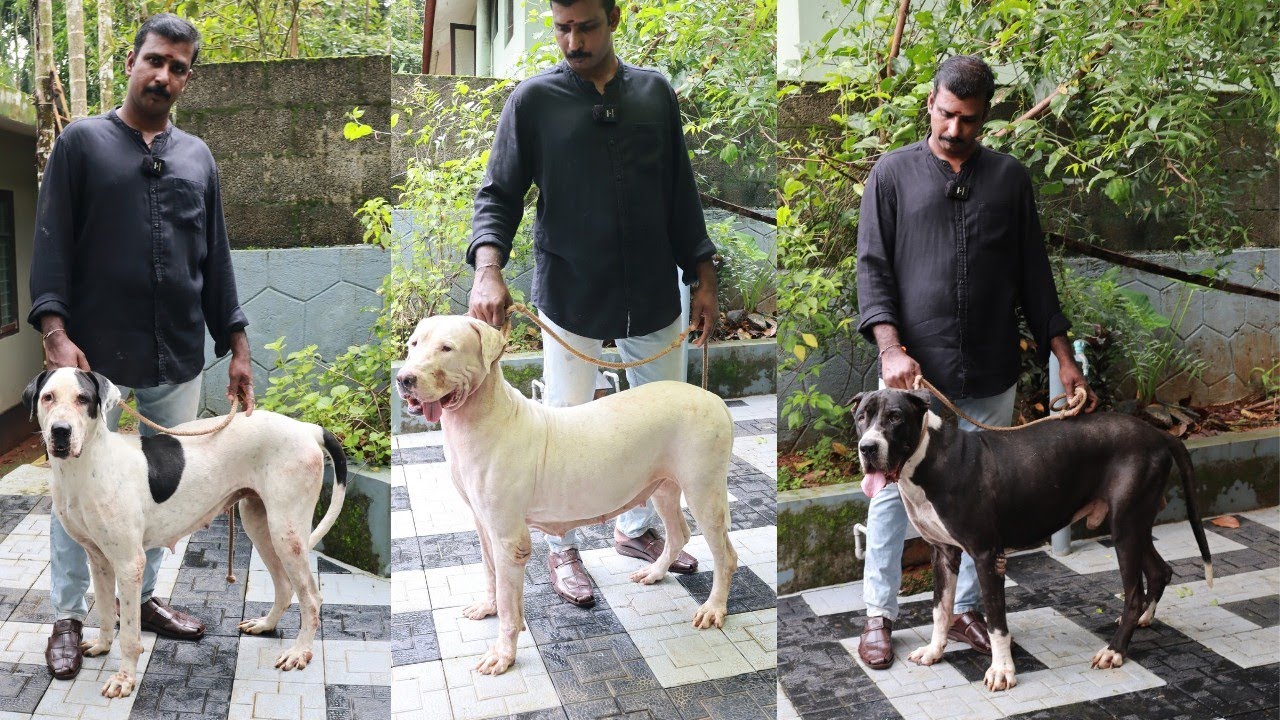 Original Pakistan Bully Kutta Dogs കാവലിന് ഇവരേക്കാൾ നല്ല ഡോഗ്സ് ഉണ്ടോ ...