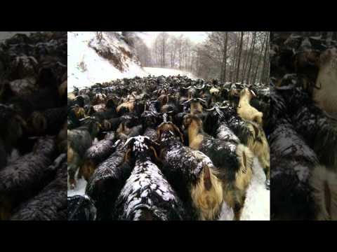 ismail Türüt-Daglara-Deniz Ölmez