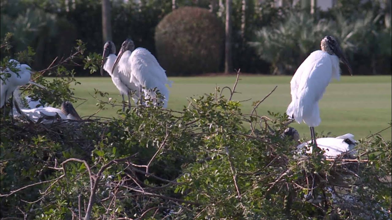 Golf club in Palm Beach Gardens protecting habitat for Florida birds ...
