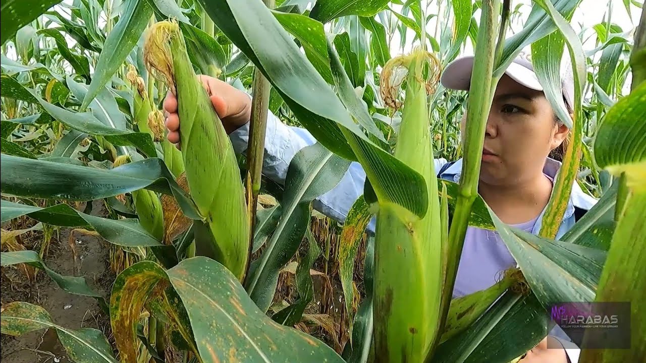 EP306 - Matamis na Mais Harvest and Cook | Mrs. Harabas - YouTube
