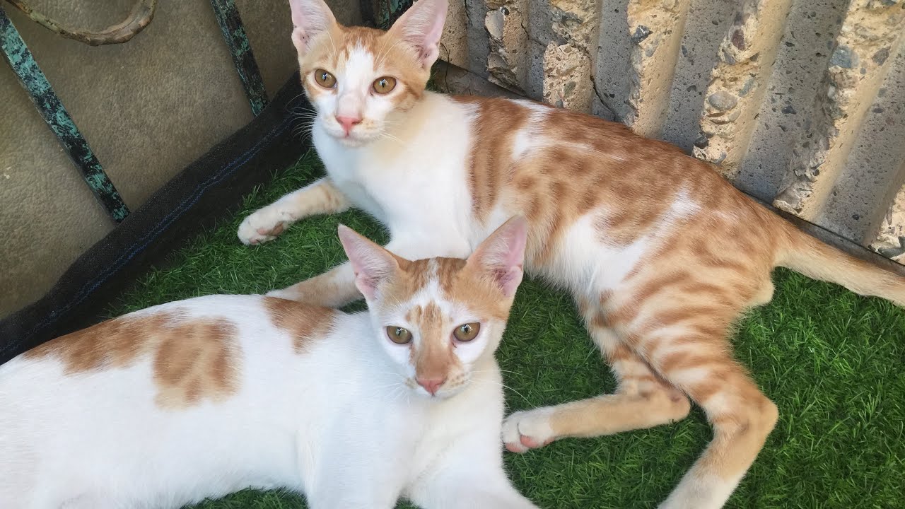 Raising cats Chapter 3. Feeding cats for all ages. - YouTube