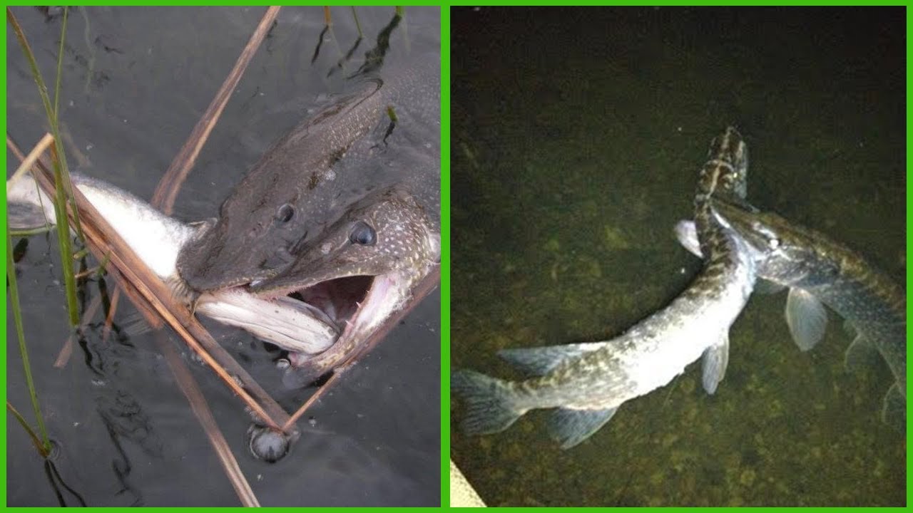 The most CRAZY Pike strikes of 2021 (compilation) - YouTube