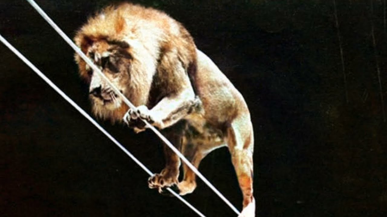 Lindemann - Steh Auf (Circus Animal Trainer's Clip) - YouTube