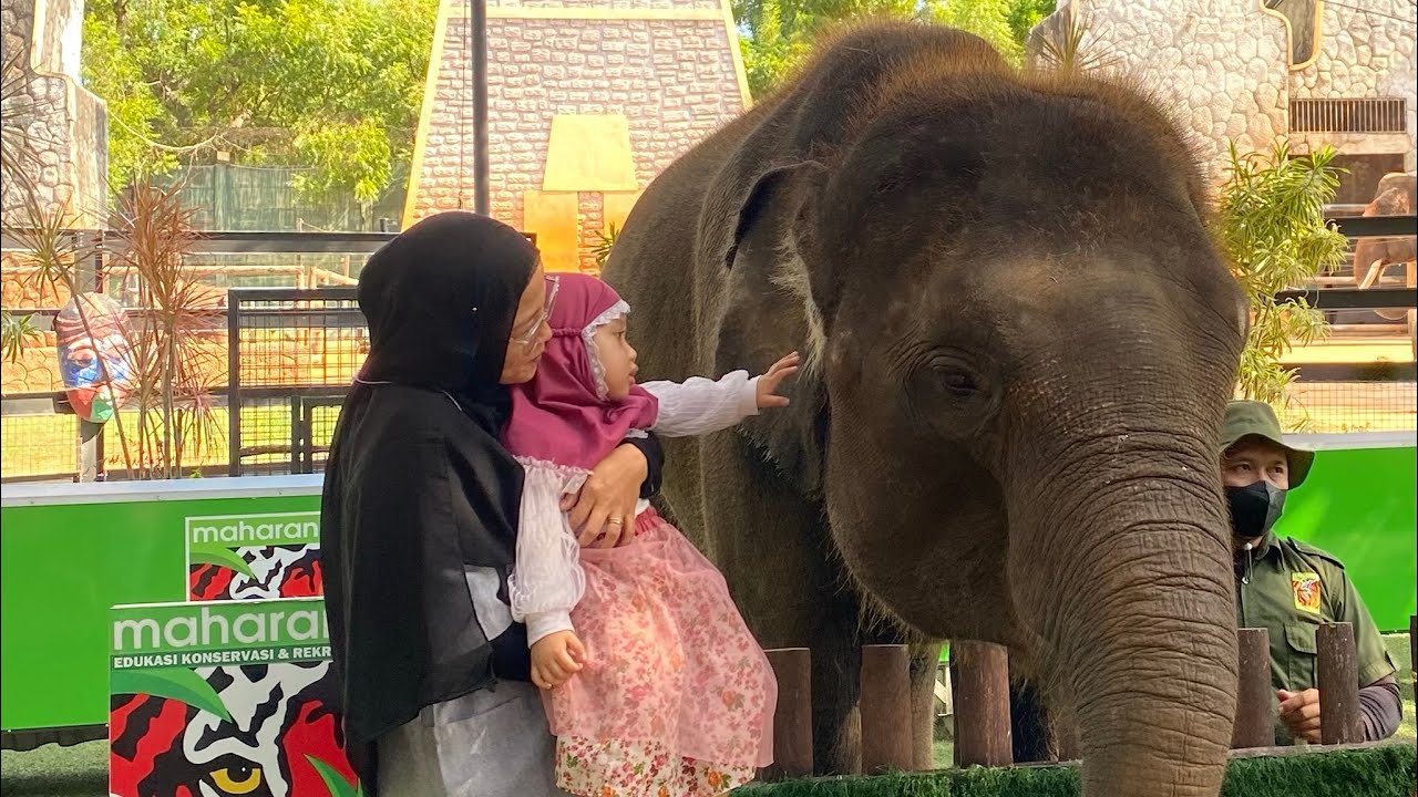 Kebun Binatang & Goa di Maharani Zoo & Goa / Mazoola - YouTube