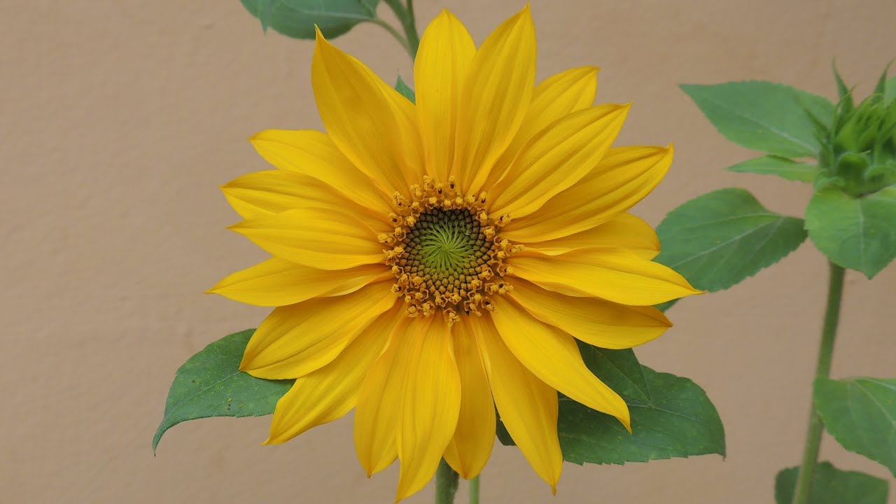 Solros / Sunflower, time lapse, 2013 - YouTube