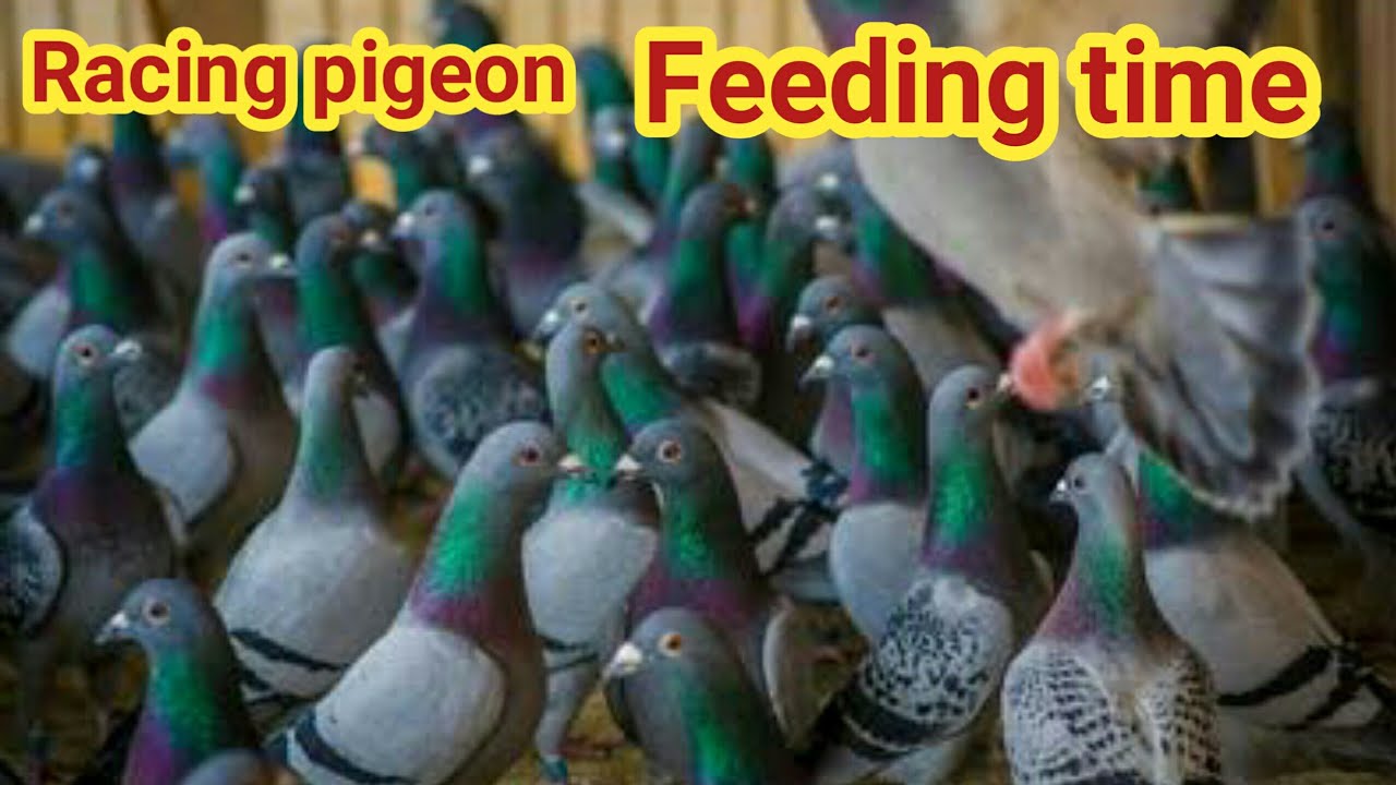 Feeding time for our racer pigeons|Racing pigeon in pakistan|Racer ...