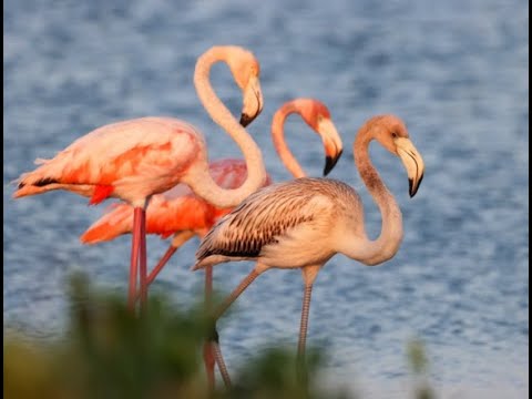 Past, Present and Future of American Flamingos in Florida by Steven ...