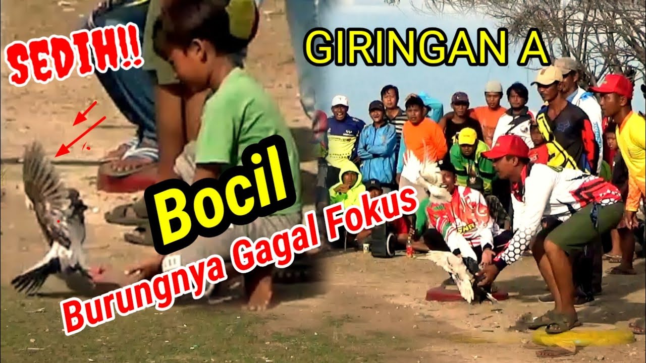 Balap Merpati Sprint,Sabtu tgl 8-10-2022, lapangan Kahuripan ...
