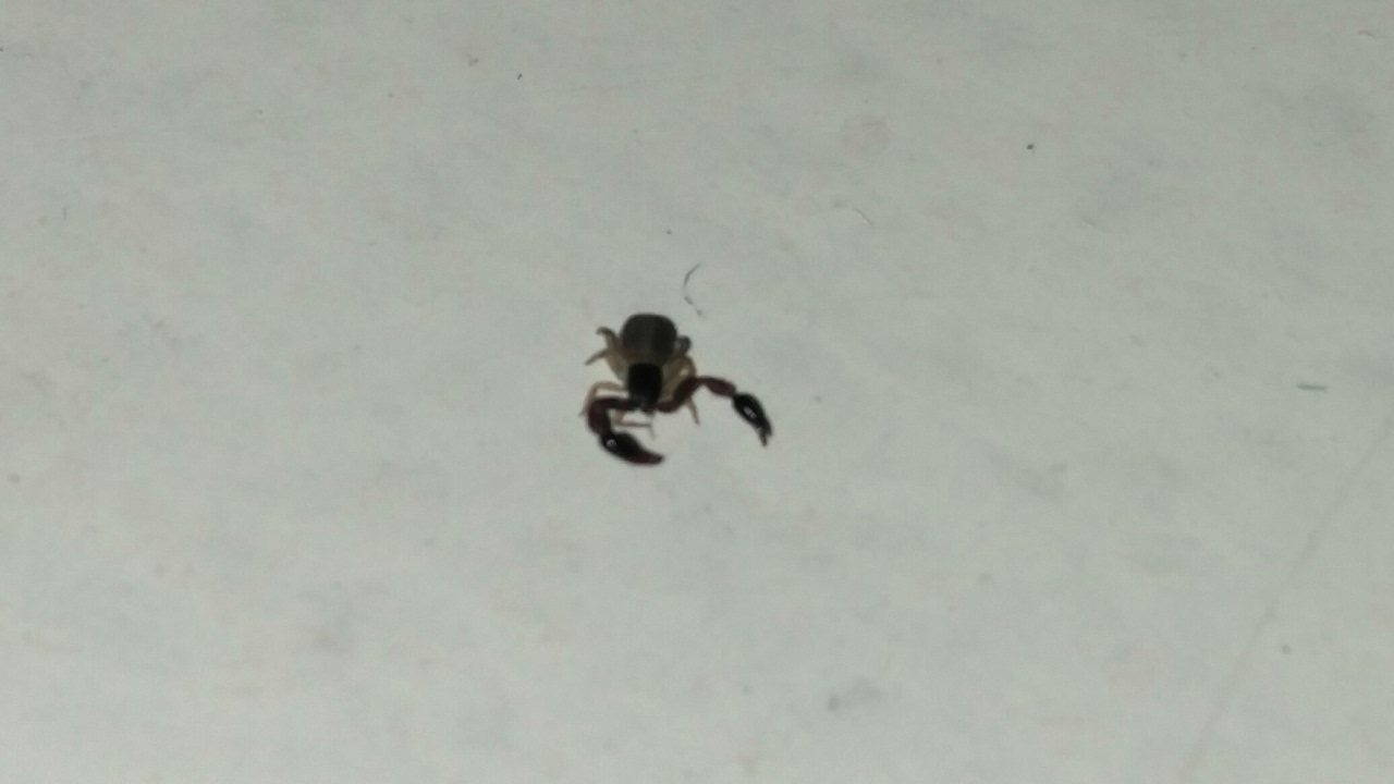 Pseudoscorpion - a bug like scorpion 🦂 - YouTube