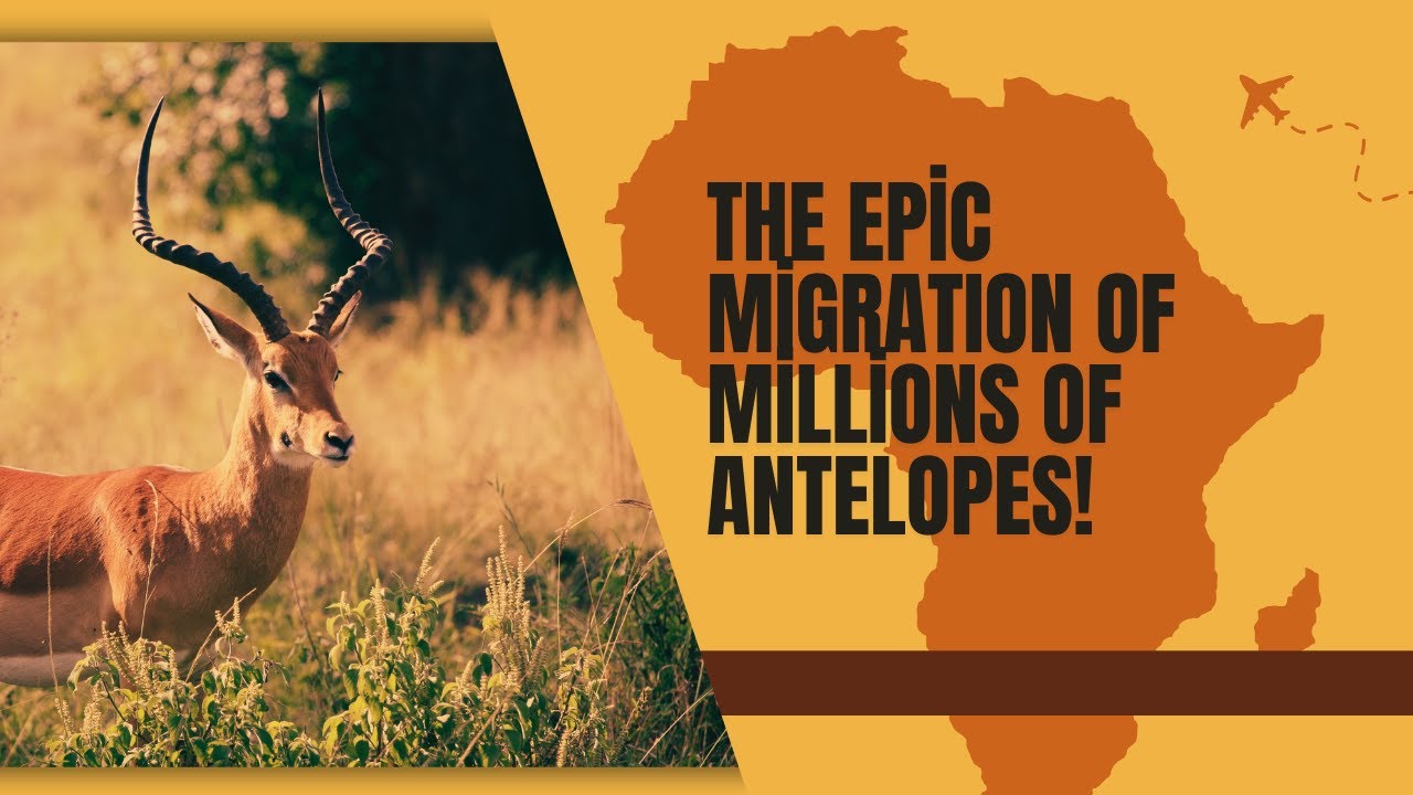 The Great Antelope Migration: Africa’s Most Breathtaking Wildlife ...