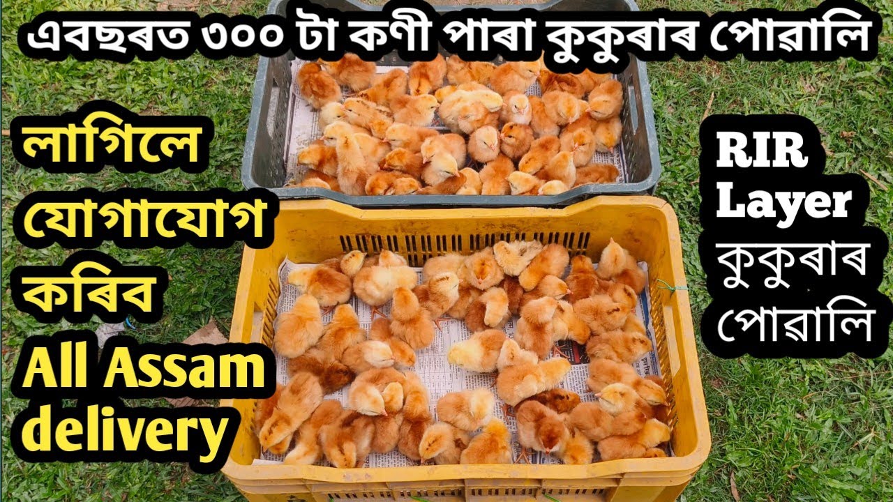 RIR Layer কুকুৰাৰ পোৱালি All Assam delivery // RIR Layer Chicken ...