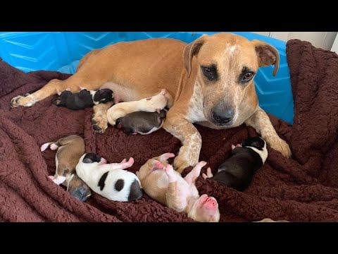 Rescued The Poor Mama Dog And 9 Newborn Puppies With No One To Take ...