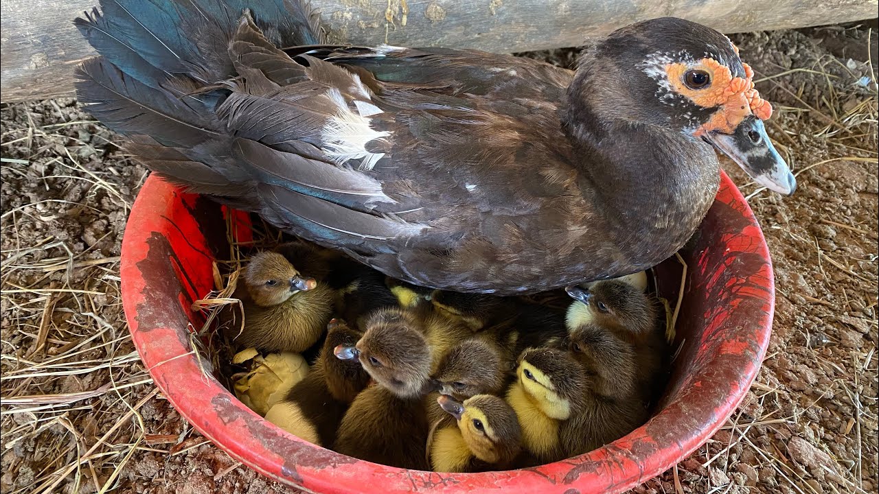 WOW 20Duckling Hatching From a Black Duck Mum _ New Baby Duck Born ...