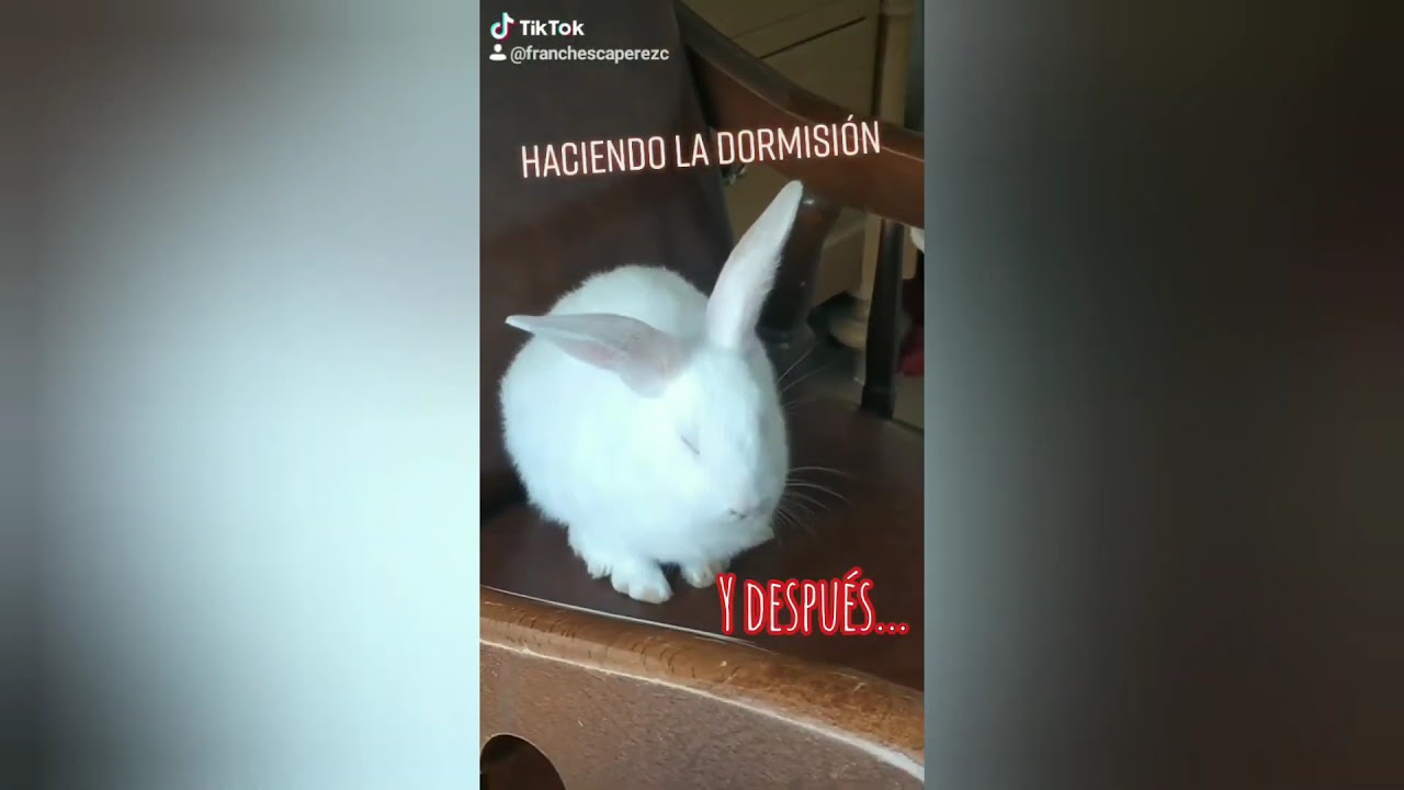 Conejos Graciosos y Tiernos - Videos graciosos de Mascotas y Animles ...