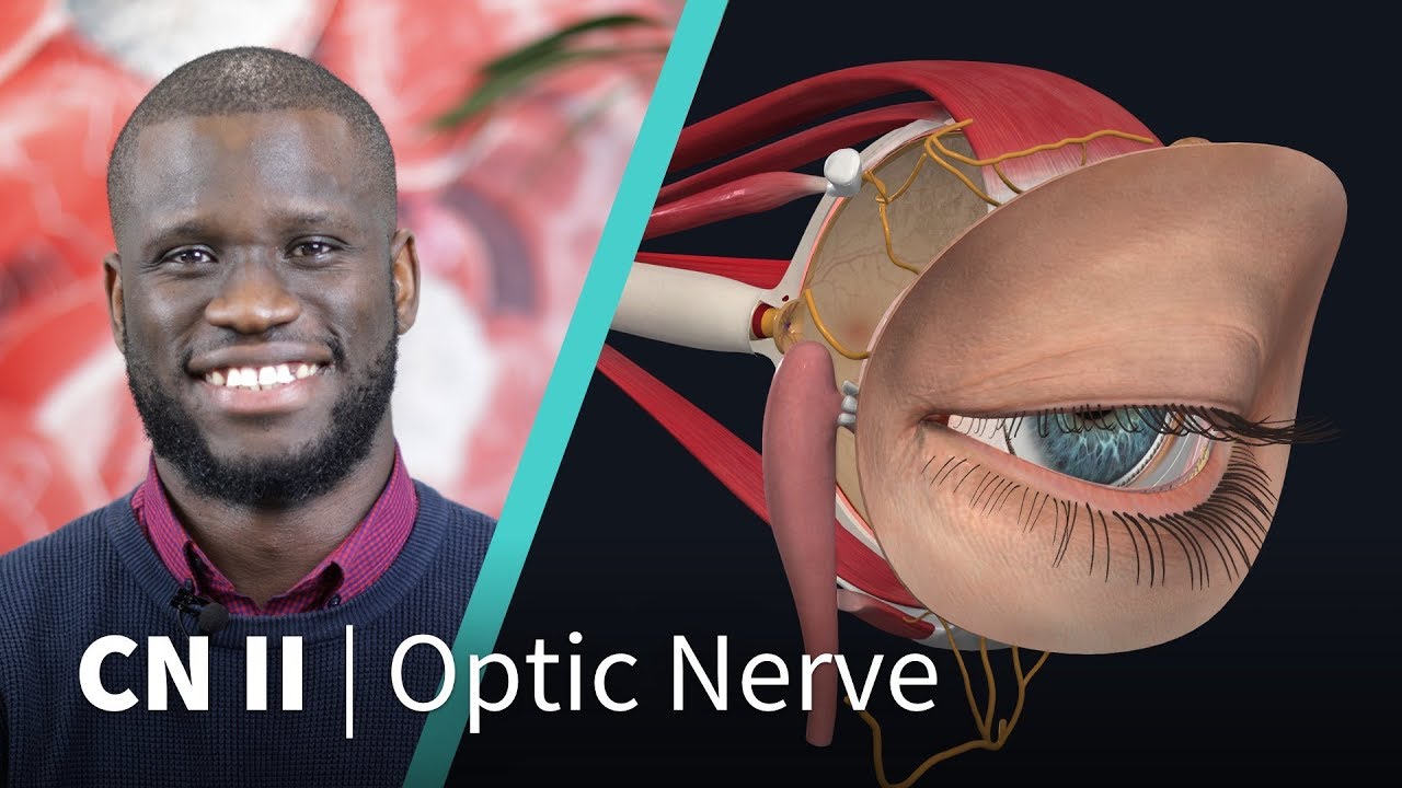 Anatomy Dissected: Cranial Nerve II (optic nerve) - YouTube