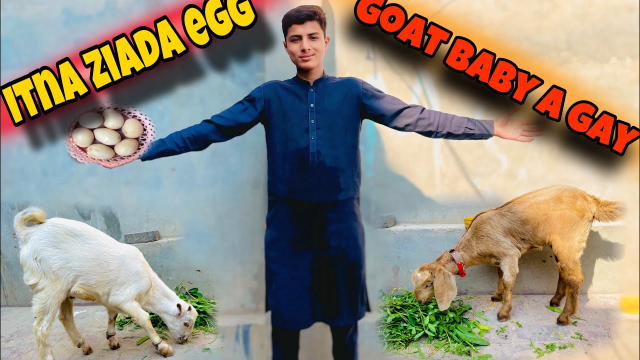 Zoo ma goat 🐐 baby a gay 🥰 so cute - YouTube