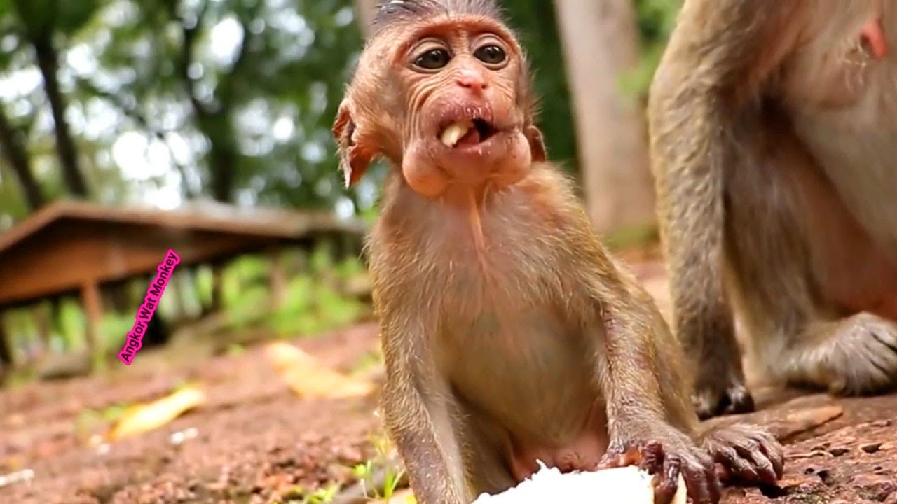 Look so delicious lovely baby monkey Brutus JR eating banana - YouTube