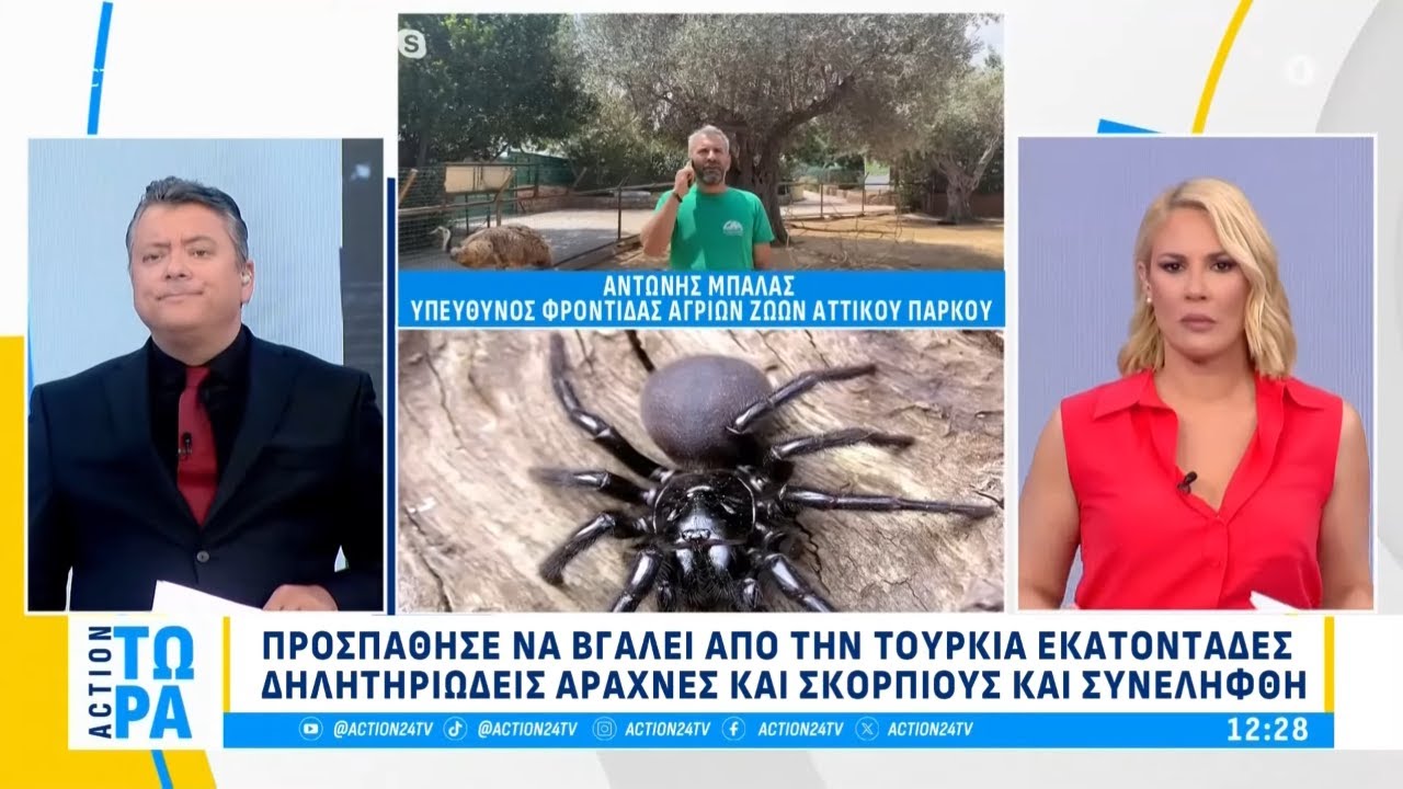 Προσπάθησε να βγάλει από την Τουρκία εκατοντάδες δηλητηριώδεις αράχνες ...