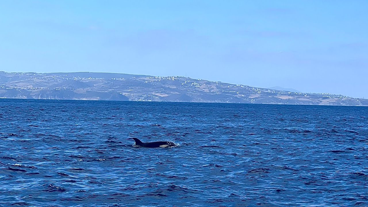 orcas in morocco - YouTube