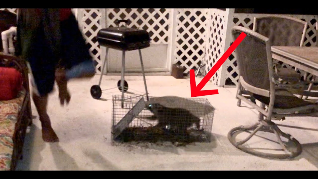 Catching Animals GONE WRONG!!!(I GOT SO SCARED) - YouTube