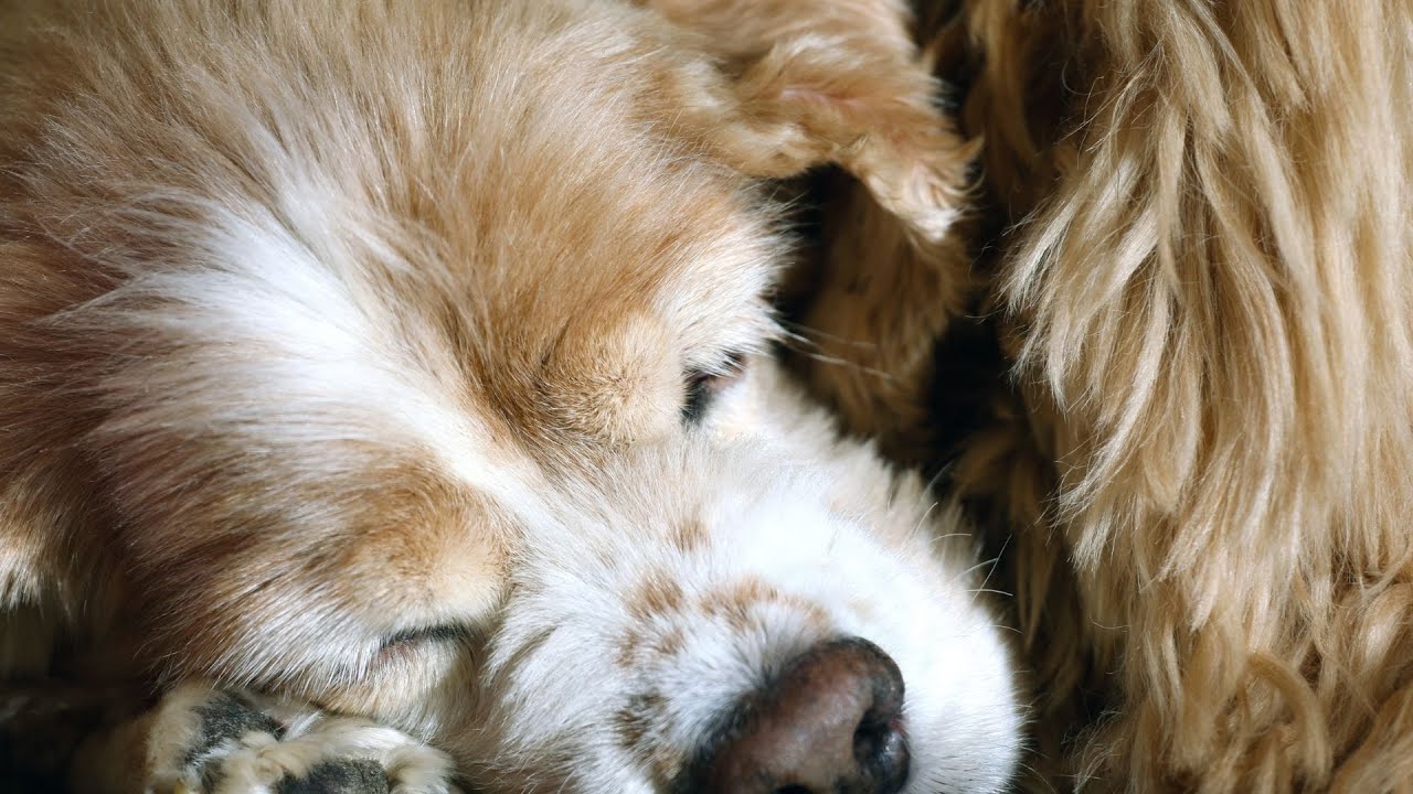 Comparing the Cocker Spaniel and Brittany Spaniel A Sporting Dog ...