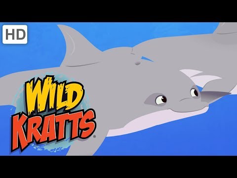 Wild Kratts - Swimming with the Dolphins 🐬 | Kids Videos