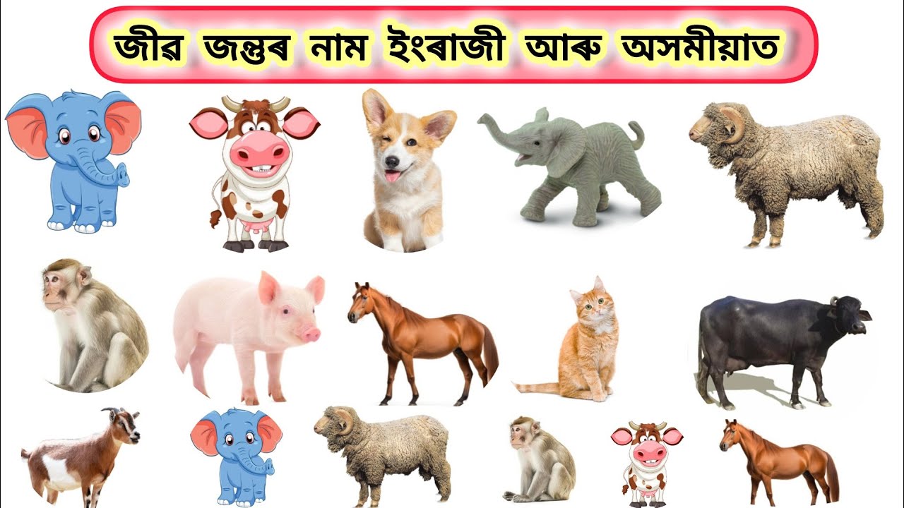 জীৱ জন্তুৰ নাম ইংৰাজী আৰু অসমীয়াত। Animal names in english and ...