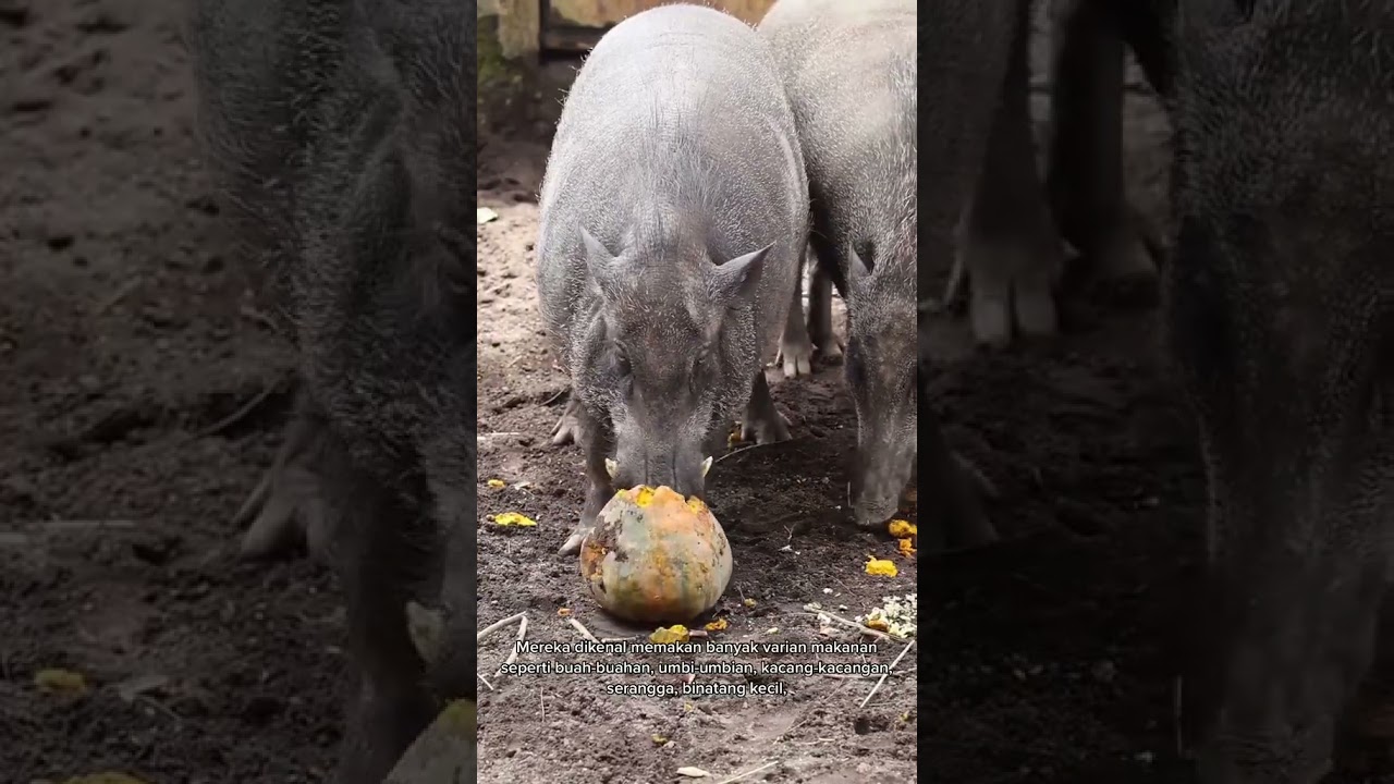 Babi Hutan Makan Apa