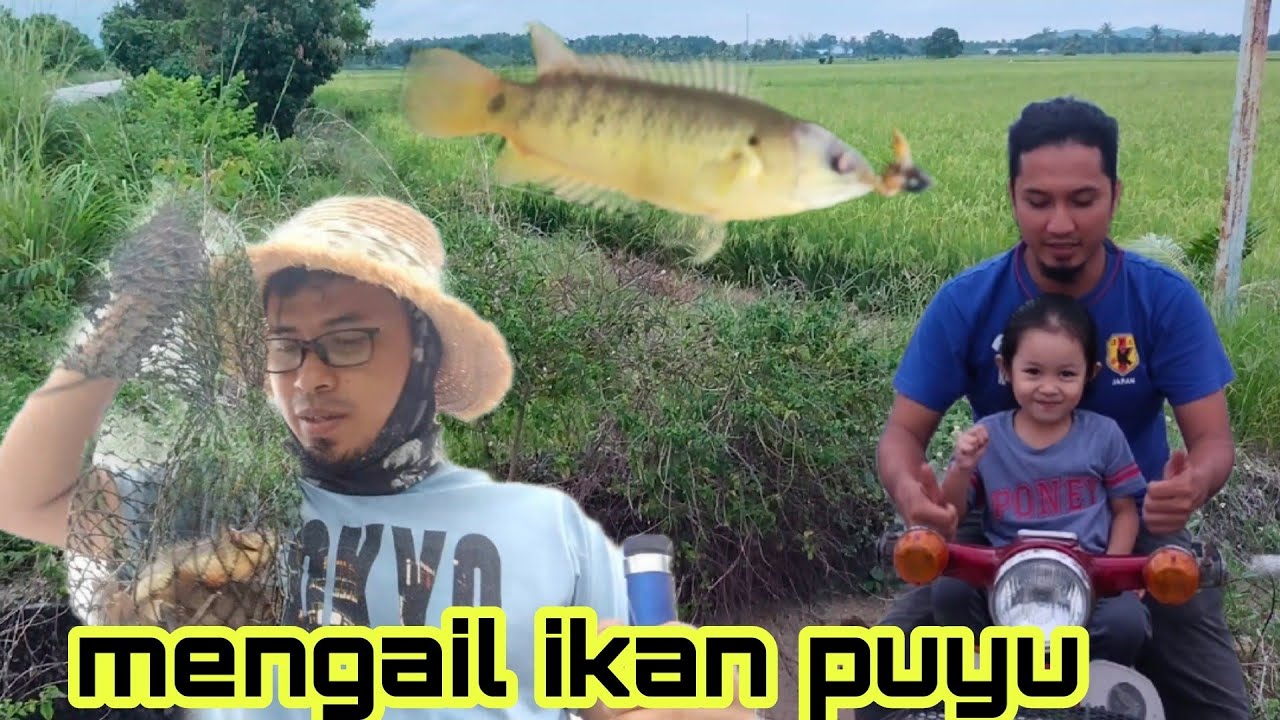 mengail ikan puyu kg 8k jerteh #022 - YouTube