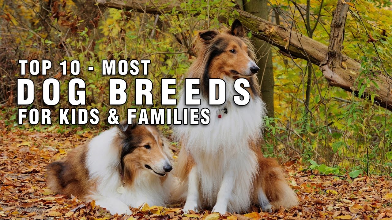 Top 10 Dog Breeds for Kids and Families - YouTube