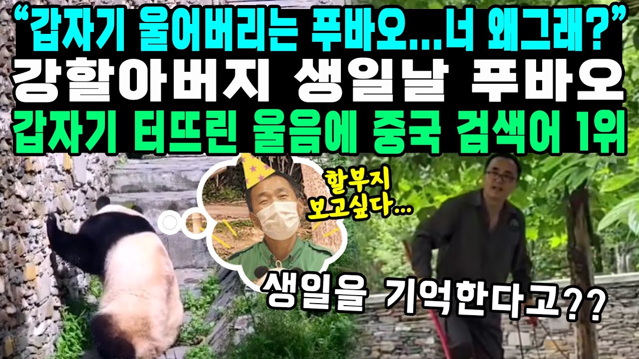 “갑자기 울어버리는 푸바오너 왜그래” 강할아버지 생일날 푸바오 갑자기 터뜨린 울음에 중국 검색어 1위 Youtube