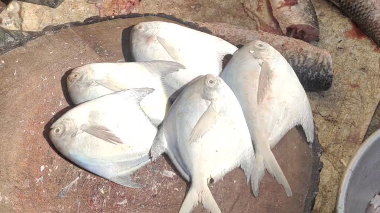 Amazing White Pomfret fish cutting | Musheerabad Fish Market | White ...