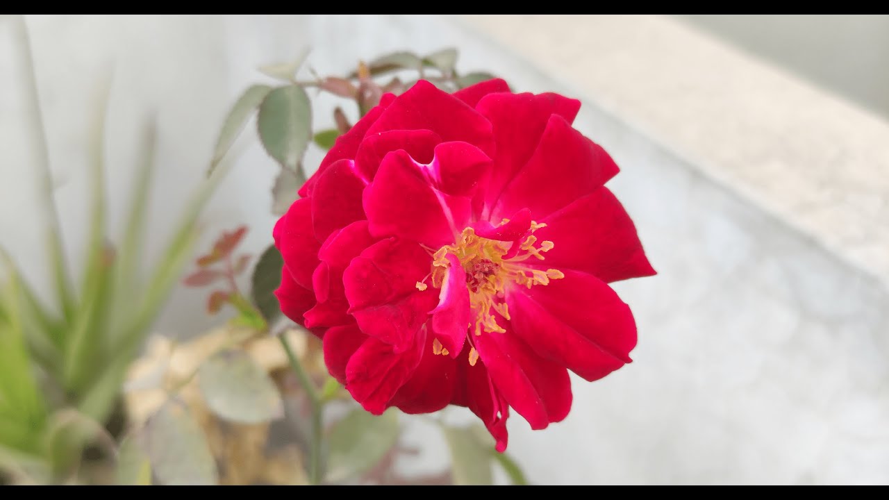 Beautiful Rose Plant - YouTube