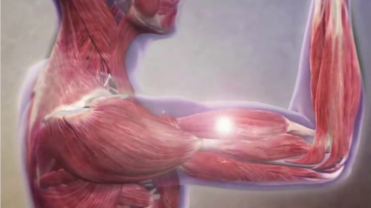 Muscle Contraction Physiology - YouTube