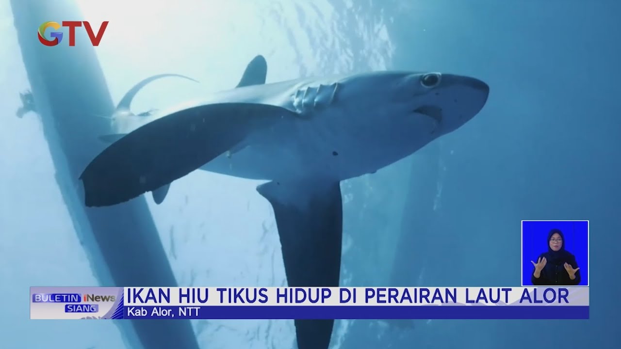 Banyak Diburu Nelayan, Hiu Tikus Terancam Punah #BIS 02/12 - YouTube