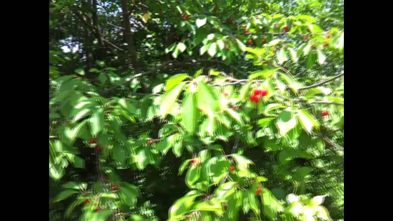 Exciting Find! - The Mazzard / Wild Sweet Cherry Tree - YouTube