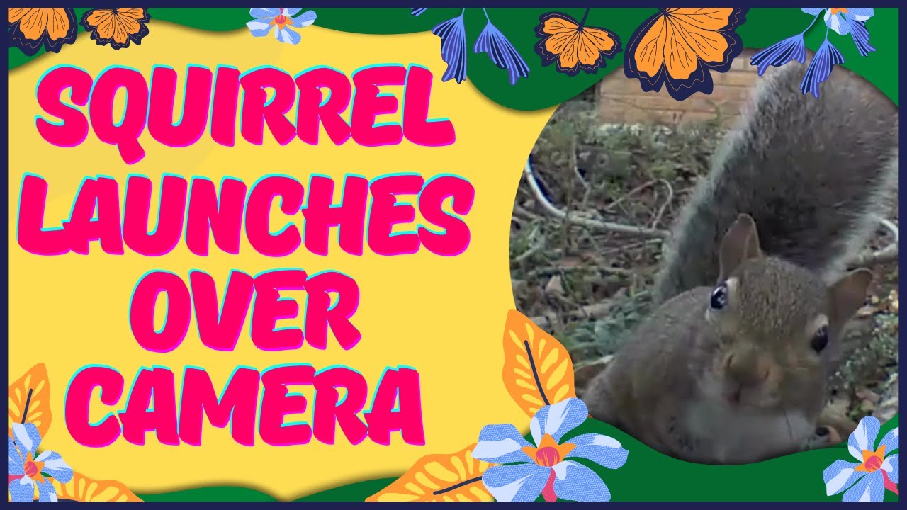 Squirrel Launches Itself Over the Camera - YouTube