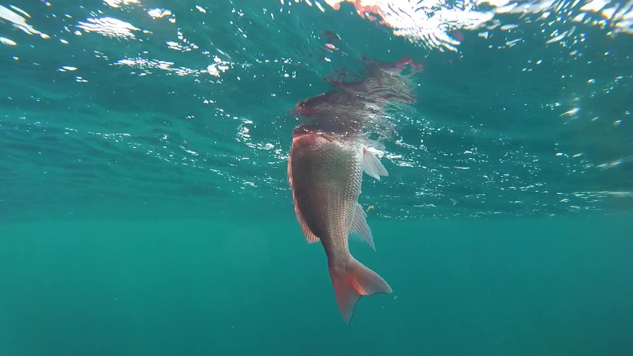 snappa fishin july 2020 - YouTube