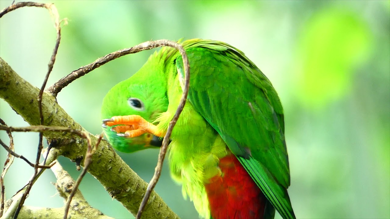 4K UHD Blaukrönchen (Loriculus galgulus) Blue-crowned hanging parrot ...