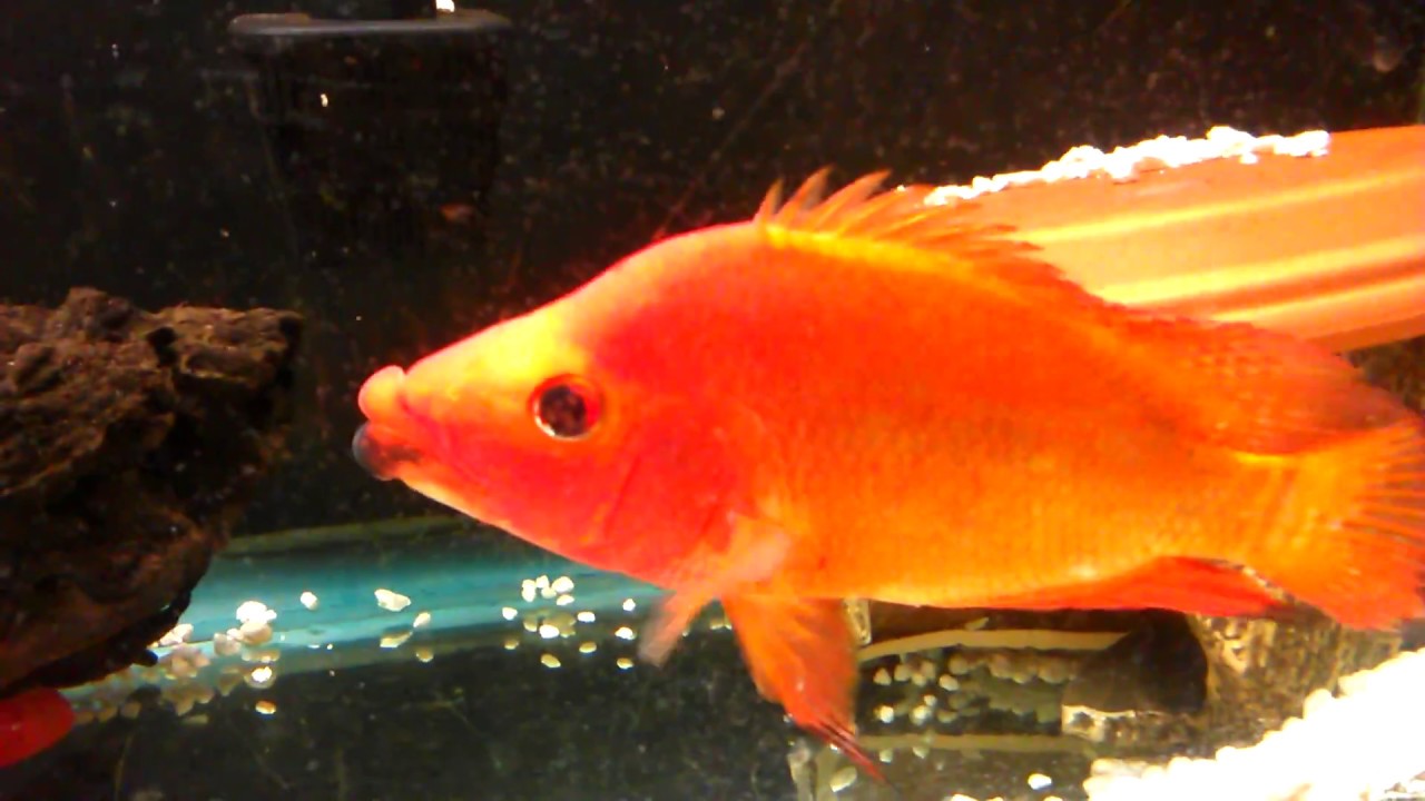 LEAKED wild caught AMPHILOPHUS LABIATUS aka RED DEVIL - YouTube