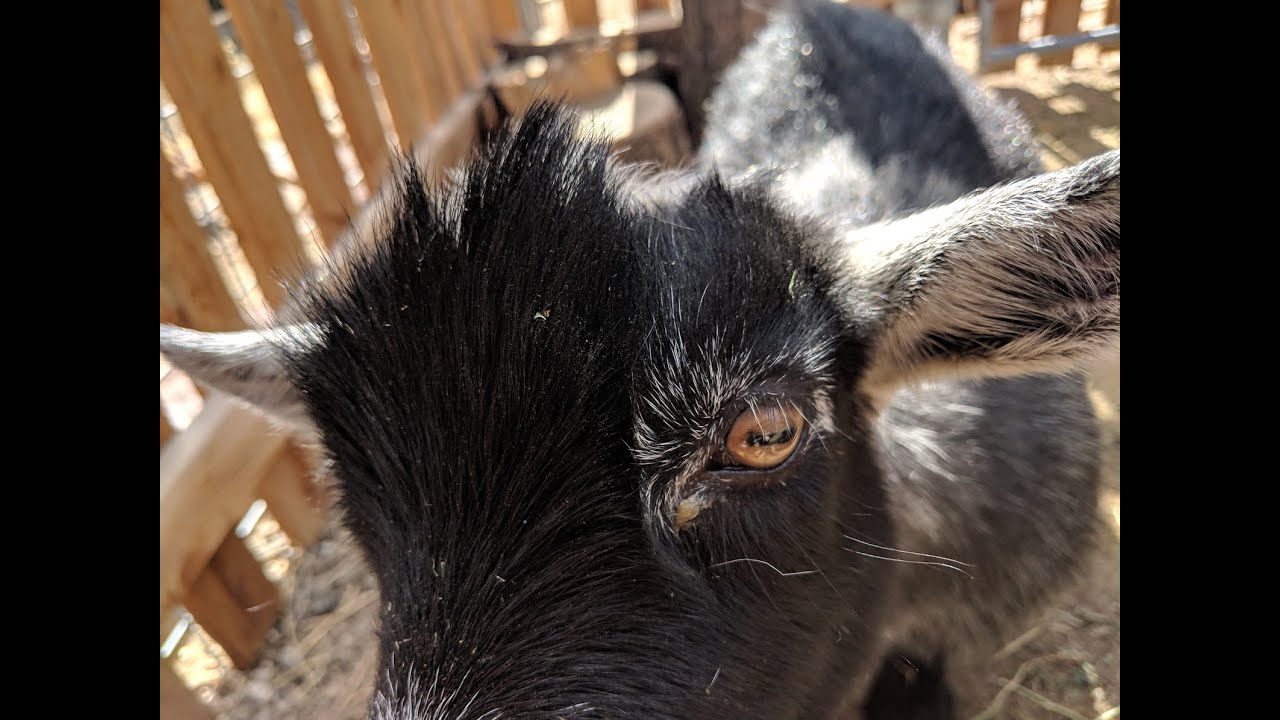 ⚡ Lightning Goats ⚡ Live Goat Feeder - YouTube